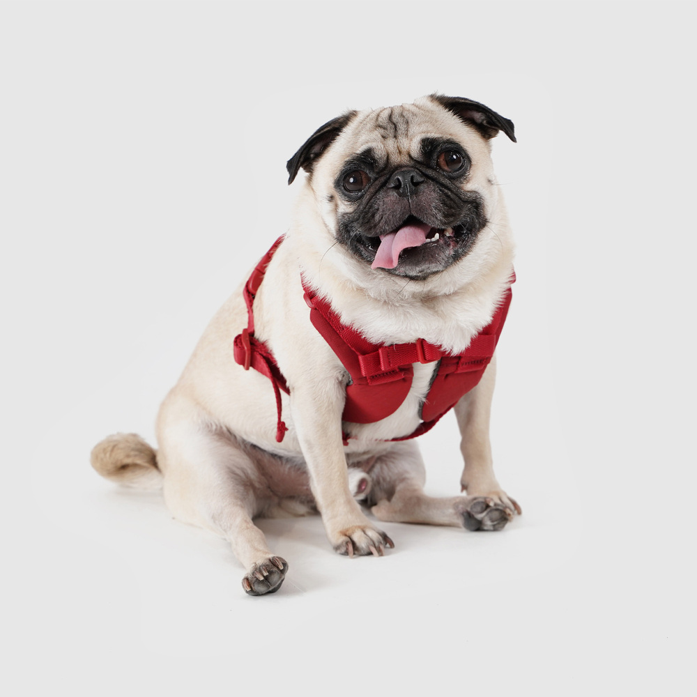 【SPUTNIK 斯普尼克】Explore︱胸背帶(紅 M) - 全聯全電商